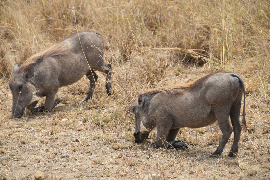 beast - Friends for African Development